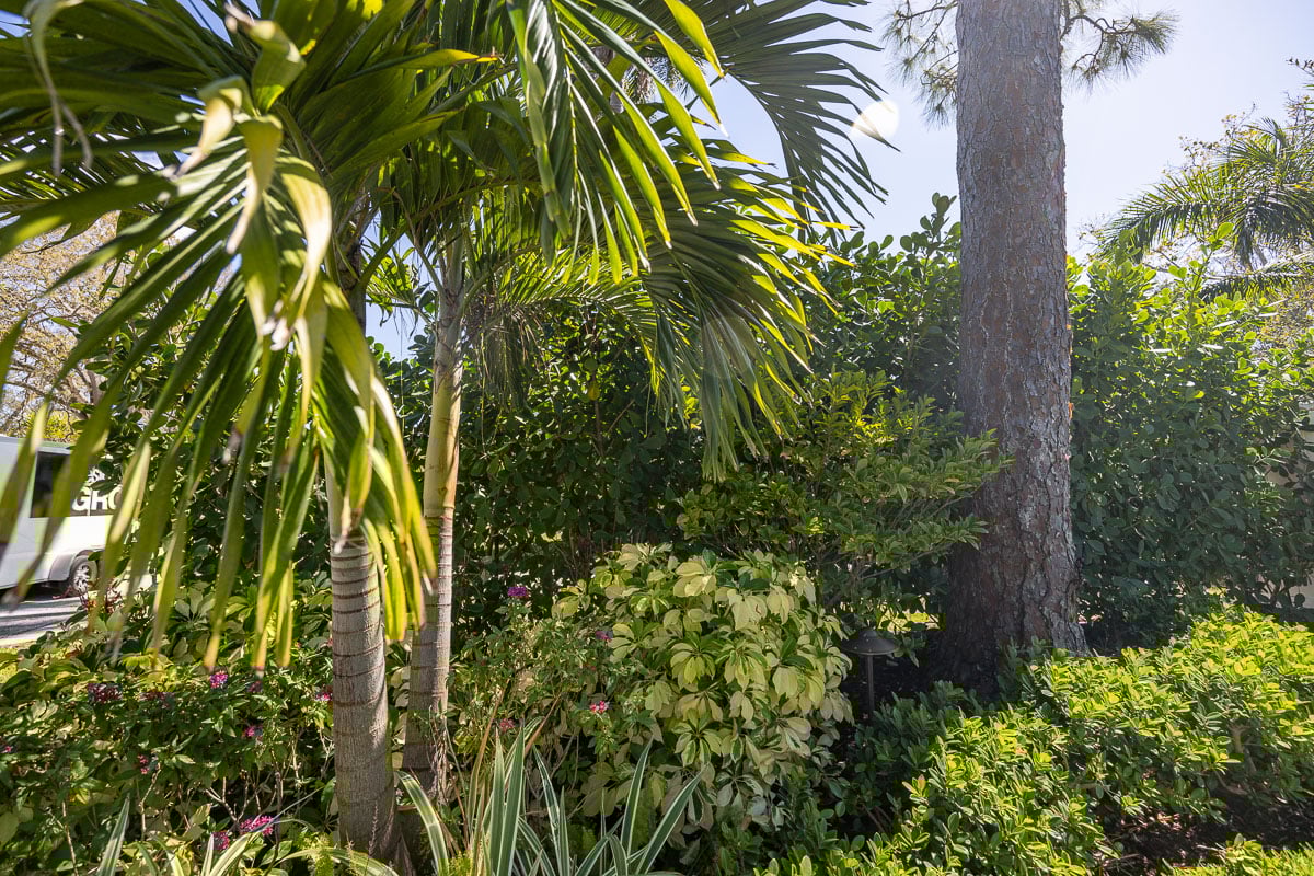 5 Ways Palm Tree Injections Help Your Trees Thrive