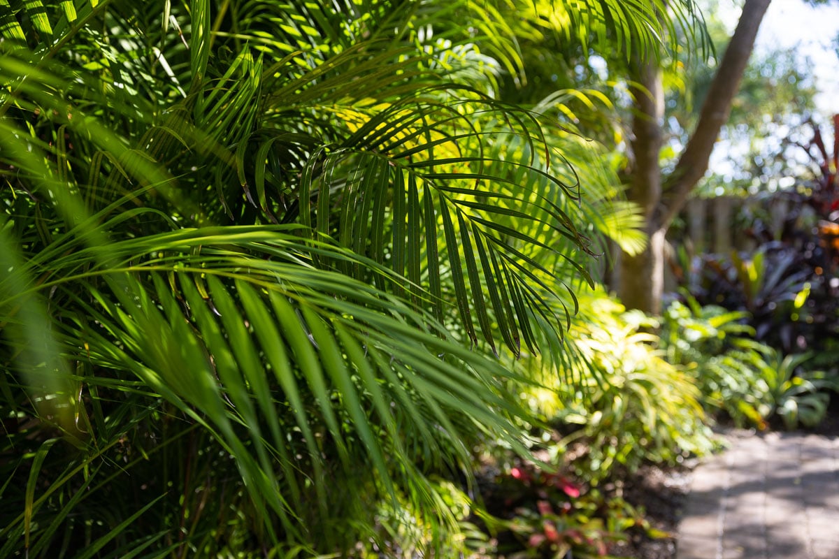 5 Tricks to Landscaping with Palm Trees Near Sarasota FL
