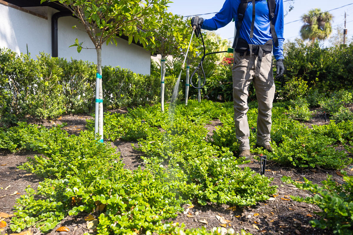 5 Best Ground Cover Alternatives to Replace Grass in My Florida Landscape