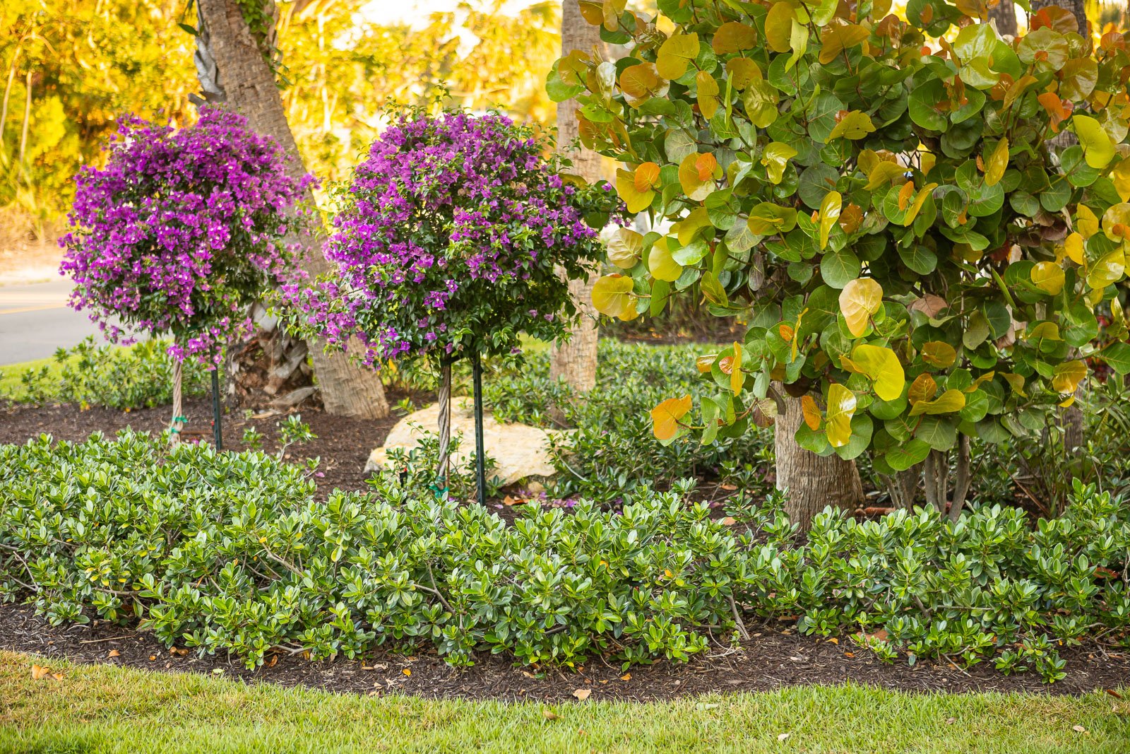 8 Pro Tips for Incorporating Tropical Plants into Your Landscape Design