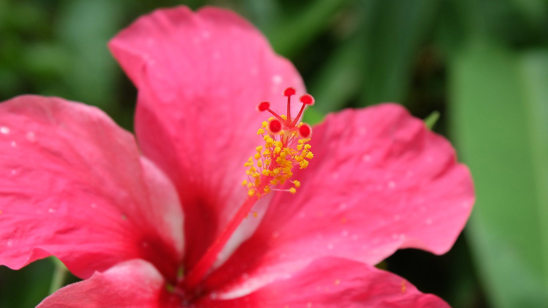 Top 7 Tropical Plants To Add To Your Florida Landscape