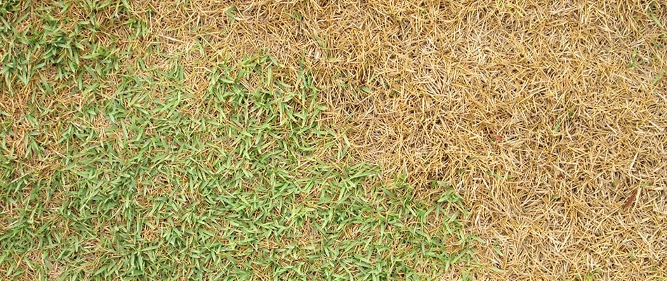 Best Grass for Sandy Soil in Florida (And How to Help It Thrive)