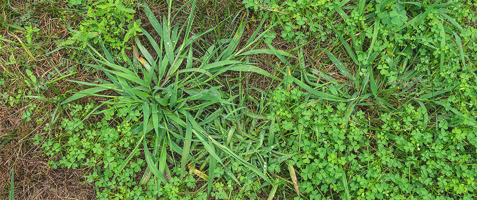 How to Identify and Control Crabgrass in Your Sarasota Lawn
